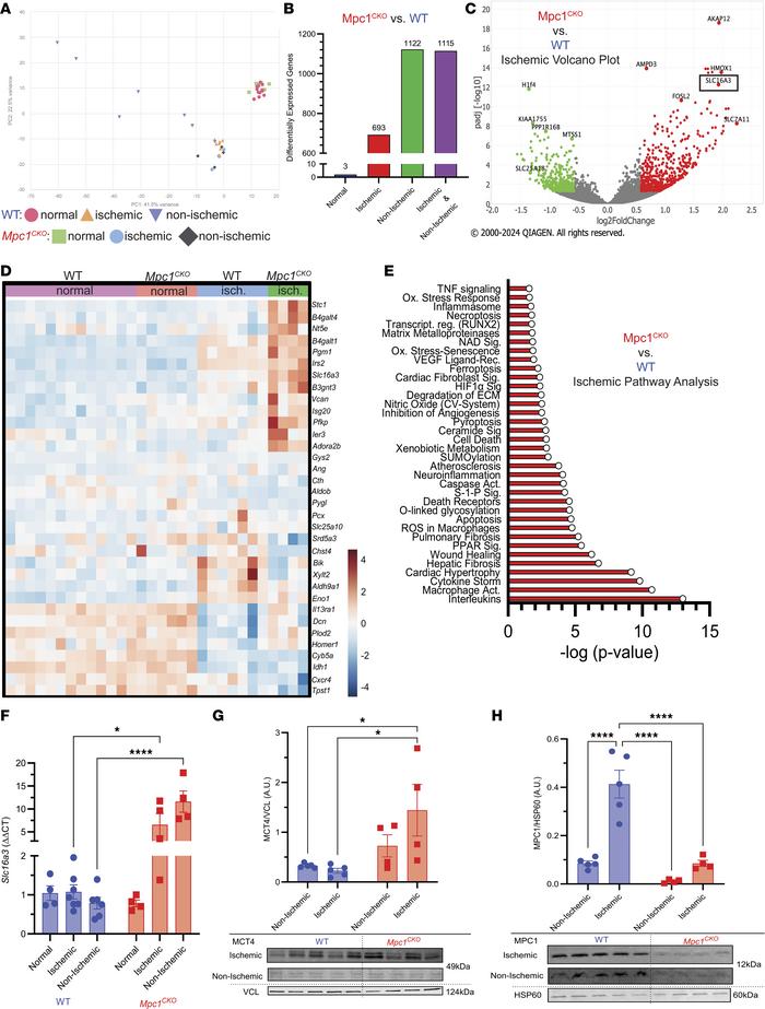 JCI Insight - Enhancing mitochondrial pyruvate metabolism ameliorates ...