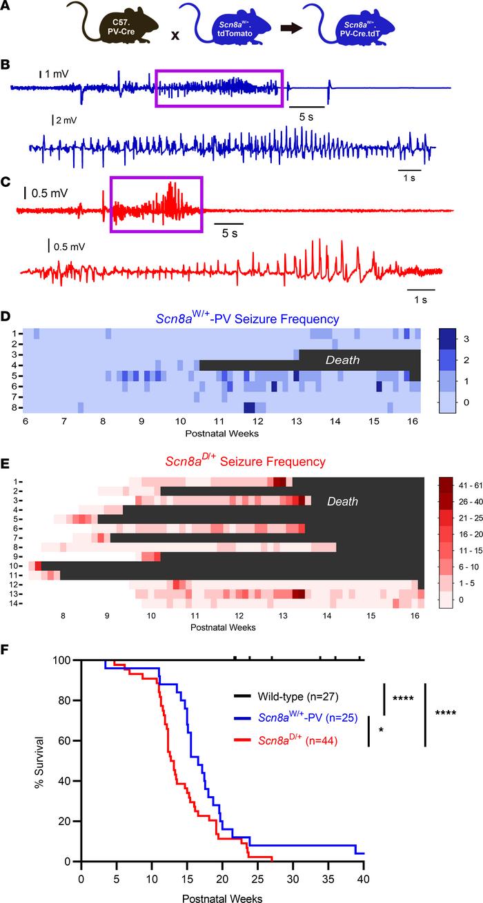JCI Insight - Parvalbumin interneuron impairment causes synaptic ...