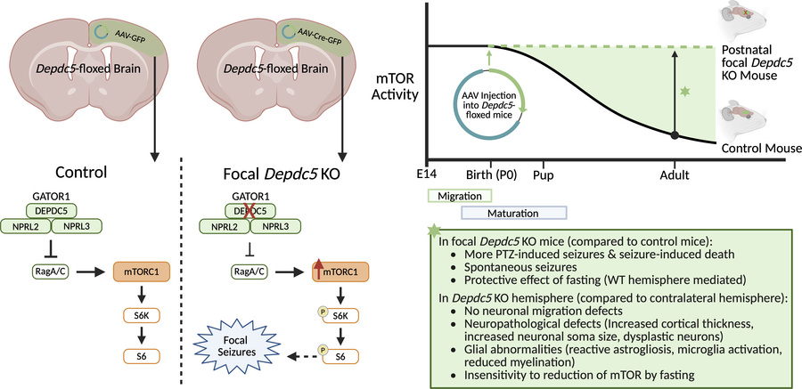 JCI Insight - Focal DEPDC5 loss without disruption to cerebral cortical ...