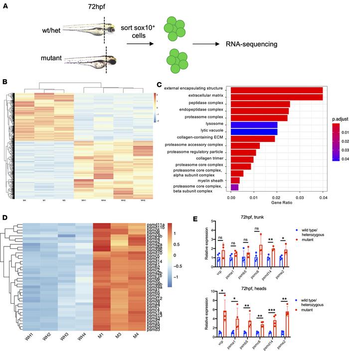 JCI Insight - The proteasome subunit psmb1 is essential for ...