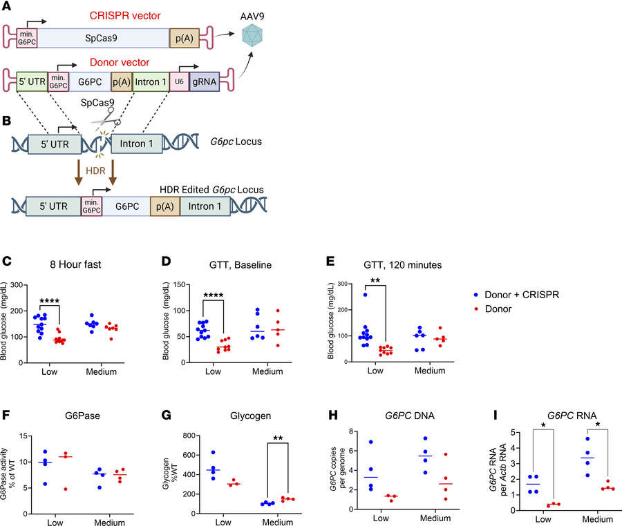 JCI Insight - Efficacious genome editing in infant mice with glycogen ...