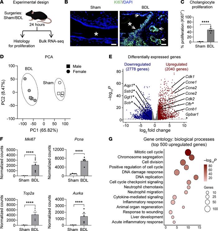 JCI Insight - WNT signaling contributes to the extrahepatic bile duct ...