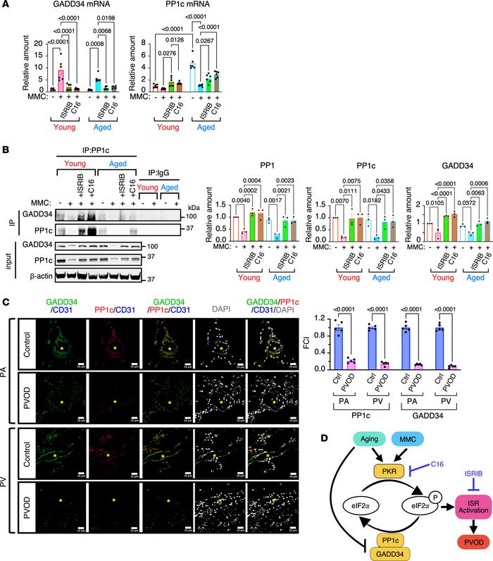 JCI Insight - Mechanisms underlying age-associated exacerbation of ...