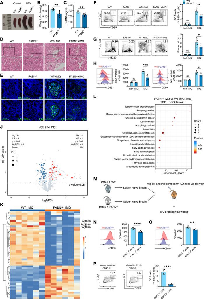 JCI Insight - IL-17B alleviates the pathogenesis of systemic lupus ...