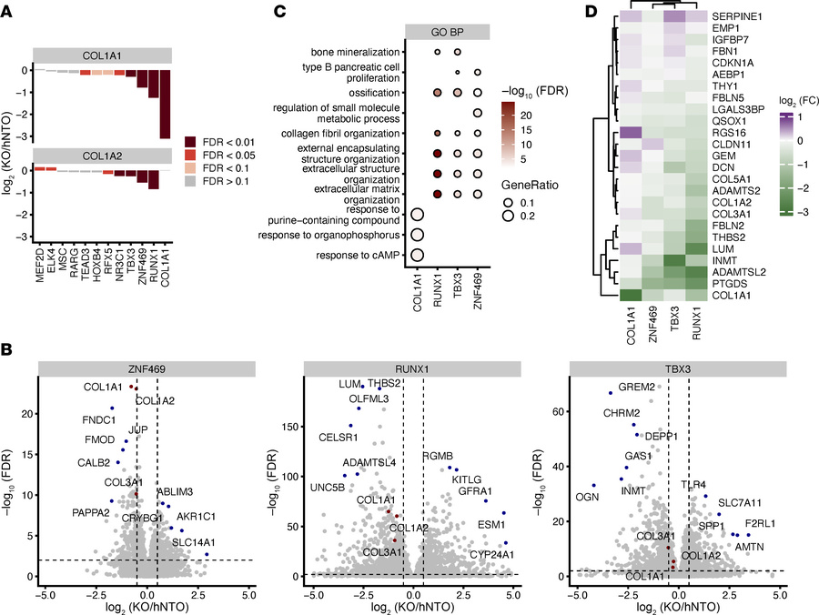 JCI Insight - The transcription factor ZNF469 regulates collagen ...