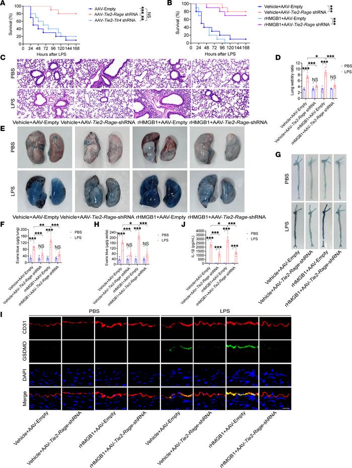 JCI Insight - Endothelial GSDMD underlies LPS-induced systemic vascular ...