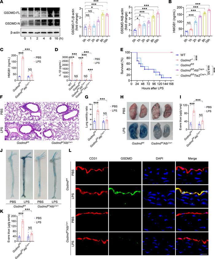 JCI Insight - Endothelial GSDMD underlies LPS-induced systemic vascular ...