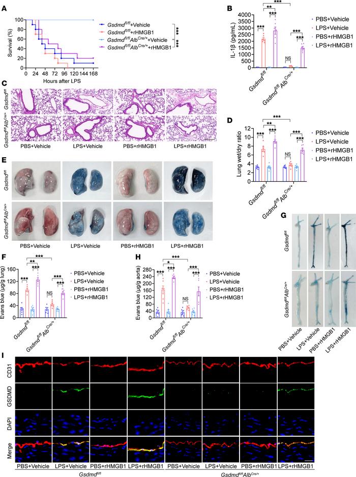 JCI Insight - Endothelial GSDMD underlies LPS-induced systemic vascular ...