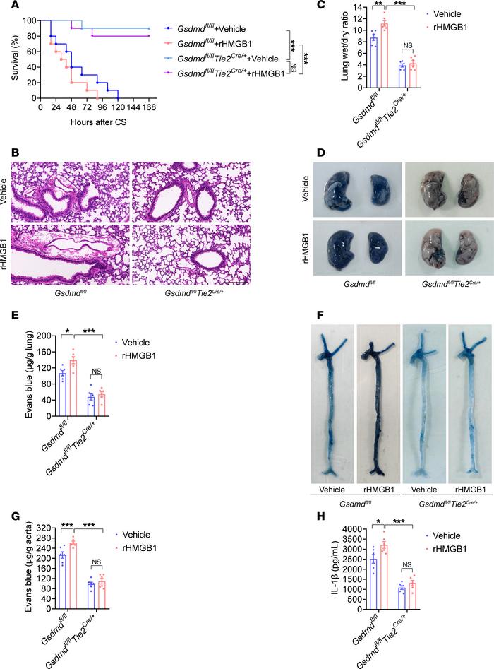 JCI Insight - Endothelial GSDMD underlies LPS-induced systemic vascular ...