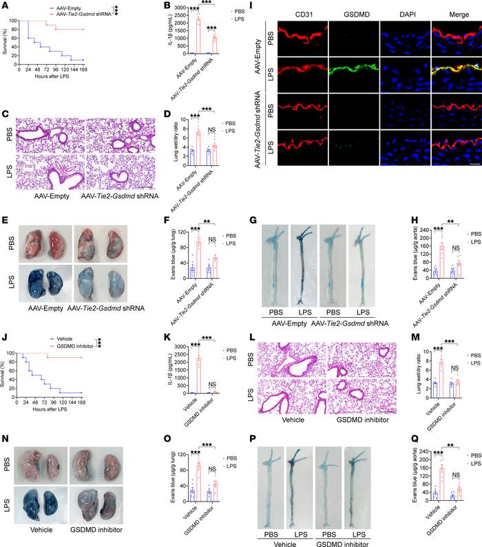 JCI Insight - Endothelial GSDMD underlies LPS-induced systemic vascular ...