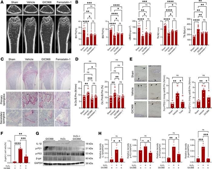 JCI Insight - Dynamic transcriptome analysis of osteal macrophages ...