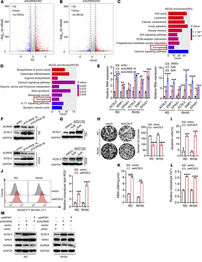 JCI Insight - AURKB inhibition induces rhabdomyosarcoma apoptosis and ...