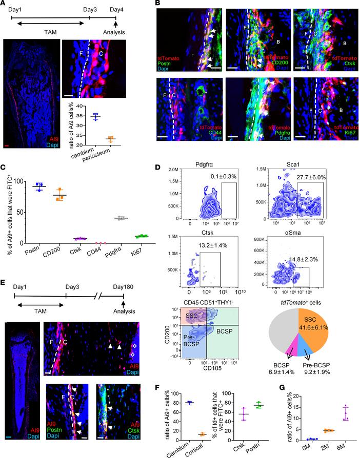 JCI Insight - Identification of Postn+ periosteal progenitor cells with ...