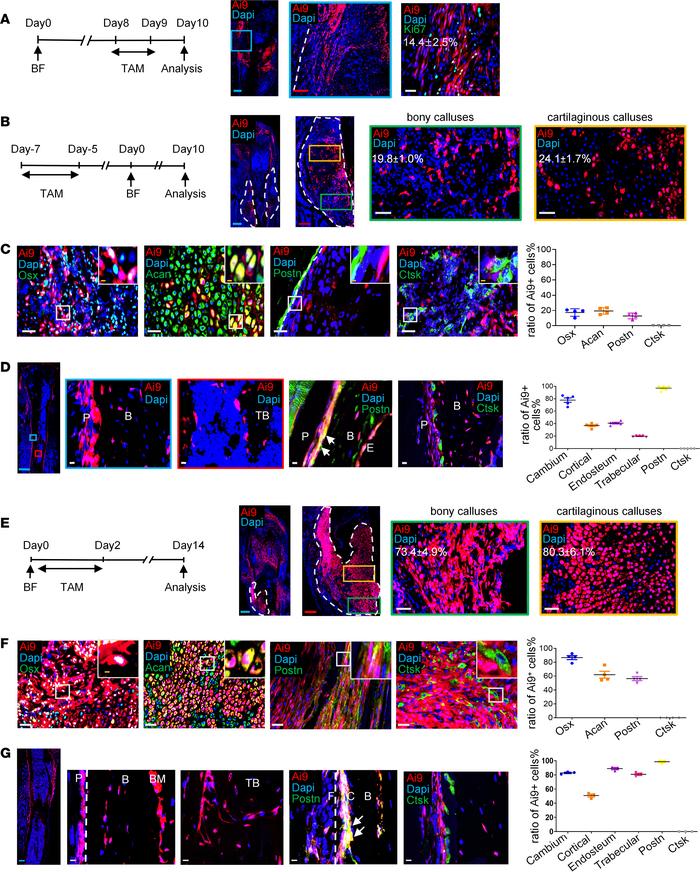 JCI Insight - Identification of Postn+ periosteal progenitor cells with ...