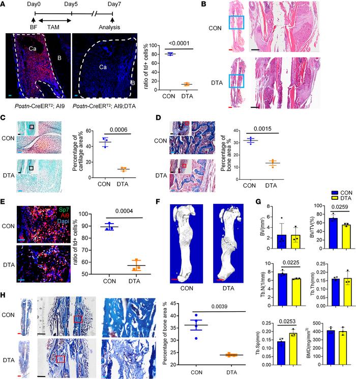 JCI Insight - Identification of Postn+ periosteal progenitor cells with ...