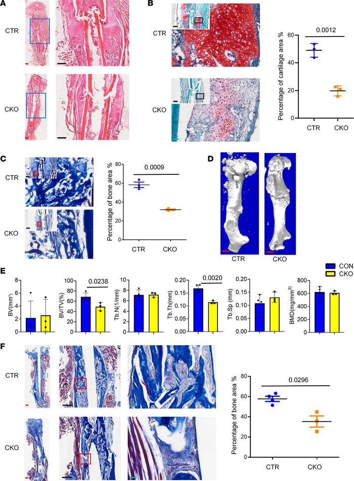 JCI Insight - Identification of Postn+ periosteal progenitor cells with ...