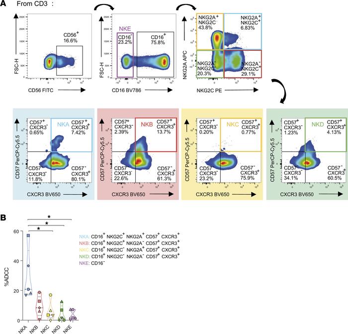 JCI Insight - NKG2C and NKG2A coexpression defines a highly functional ...