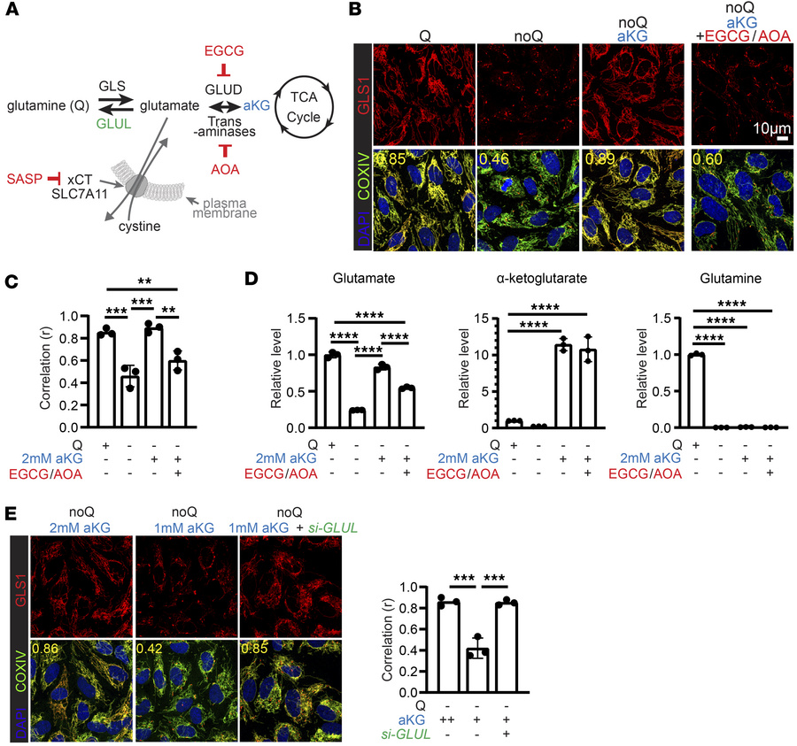 JCI Insight - HIF2α inhibits glutaminase clustering in mitochondria to ...