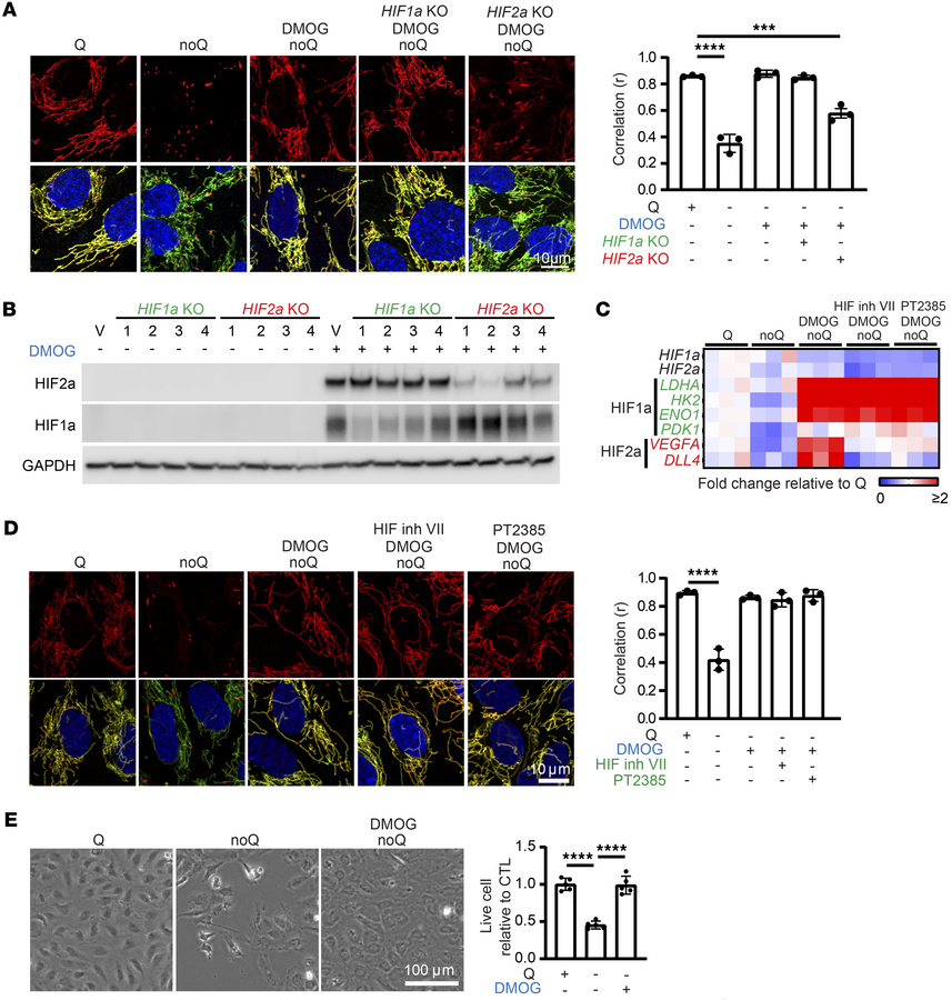 JCI Insight - HIF2α inhibits glutaminase clustering in mitochondria to ...