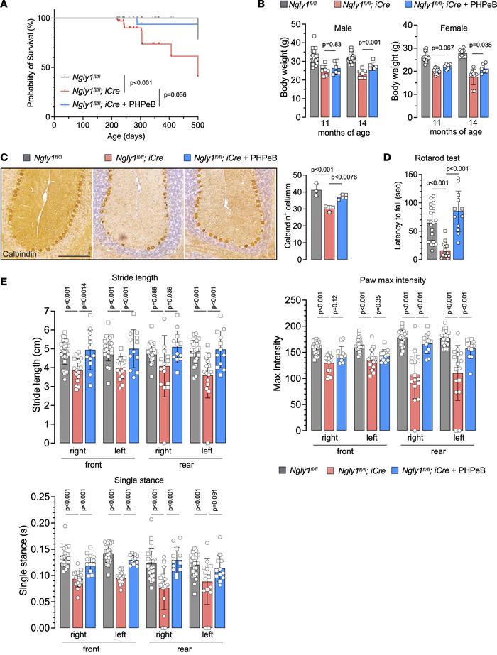 JCI Insight - Systemic gene therapy corrects the neurological phenotype ...