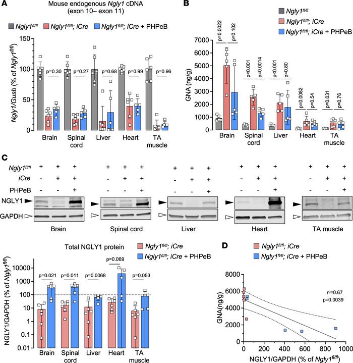 JCI Insight - Systemic gene therapy corrects the neurological phenotype ...