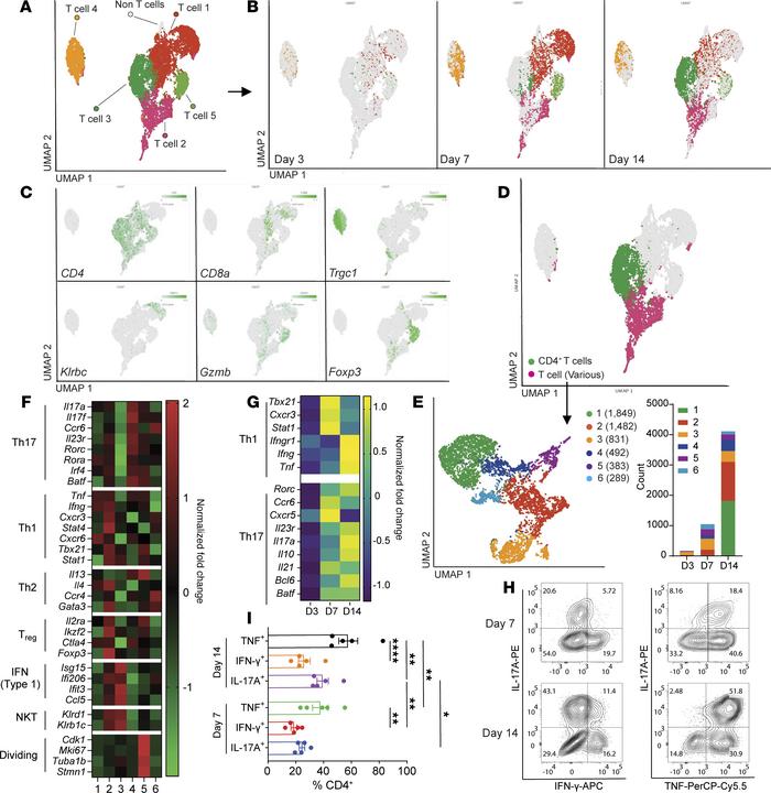 JCI Insight - CD4+ T cell–innate immune crosstalk is critical during ...