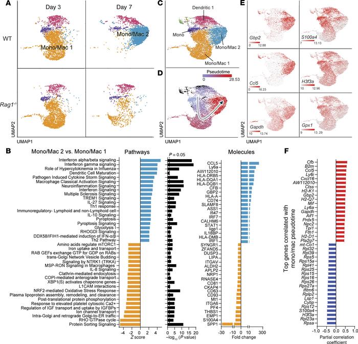 JCI Insight - CD4+ T cell–innate immune crosstalk is critical during ...