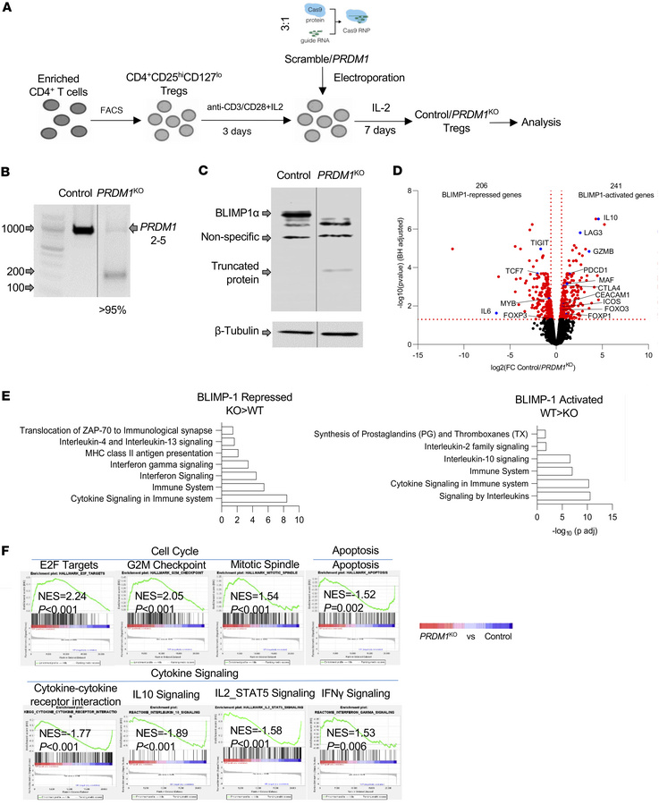 JCI Insight - BLIMP-1 and CEACAM1 cooperatively regulate human Treg ...