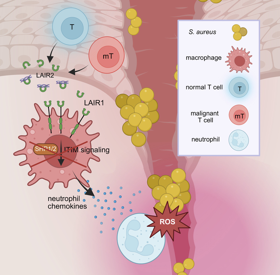 JCI Insight - LAIR1 prevents excess inflammatory tissue damage in ...