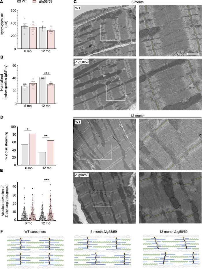 JCI Insight - Constitutive deletion of the obscurin-Ig58/59 domains ...