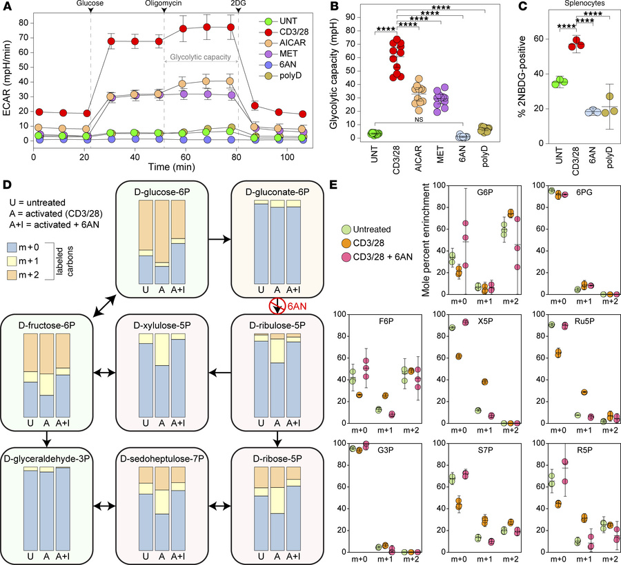 JCI Insight - Pentose phosphate pathway inhibition metabolically ...