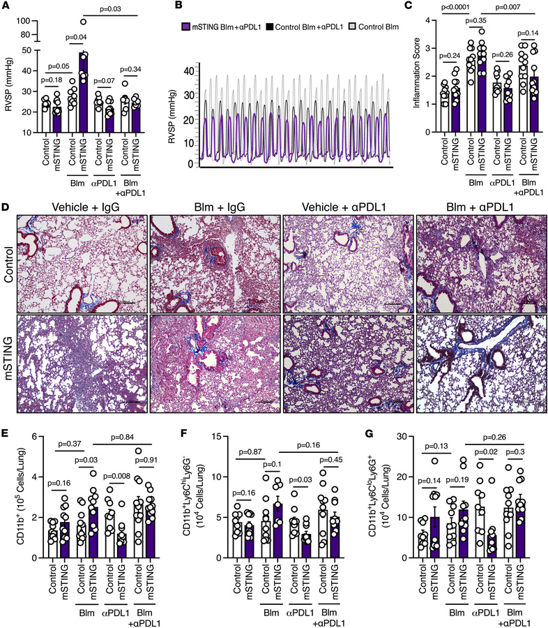 JCI Insight - Opposing roles for myeloid and smooth muscle cell STING ...