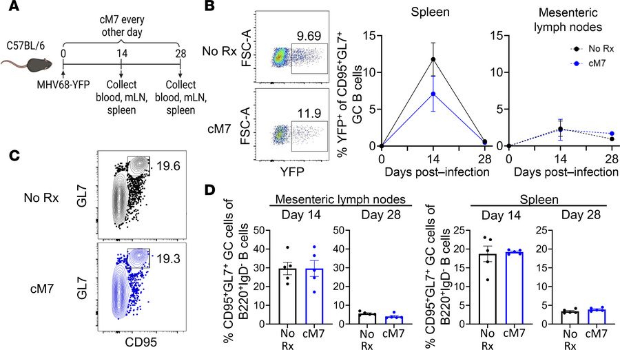 JCI Insight - CD154:CD11b blockade enhances CD8+ T cell differentiation ...