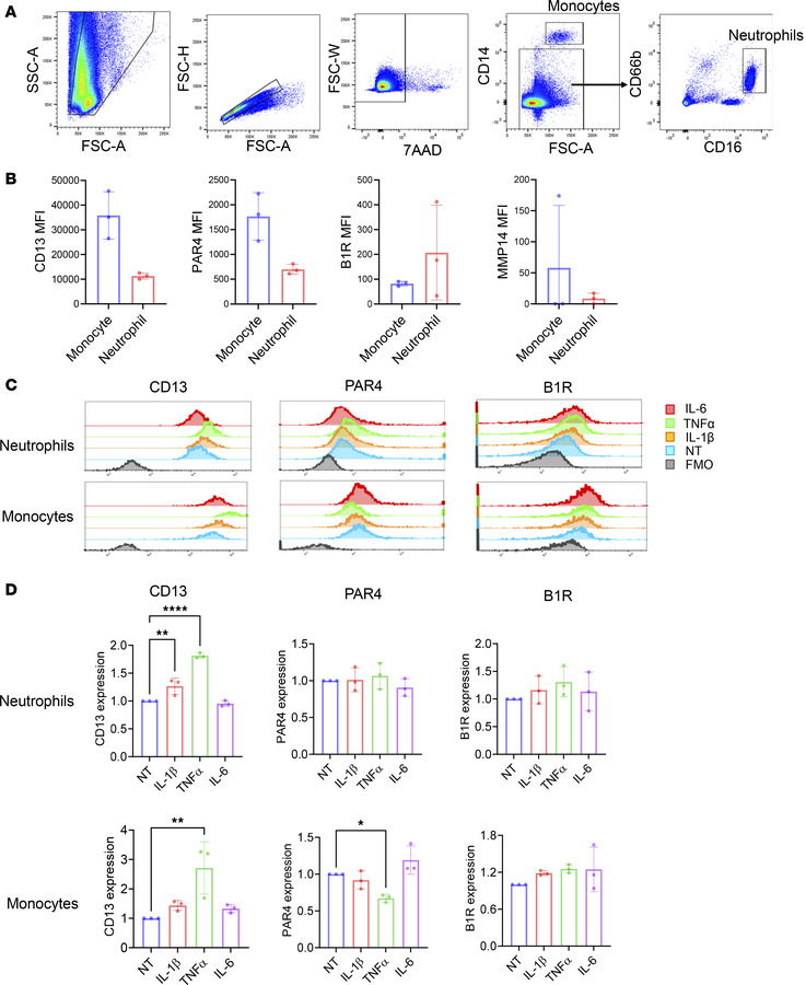 JCI Insight - Soluble CD13 is a potential mediator of neutrophil ...