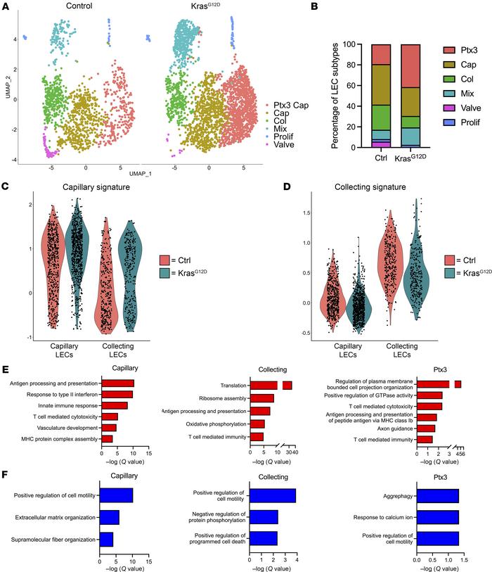 JCI Insight - A single-cell atlas of normal and KRASG12D-malformed ...