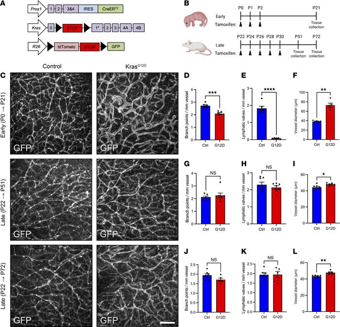 JCI Insight - A single-cell atlas of normal and KRASG12D-malformed ...
