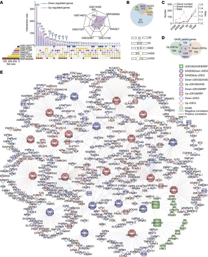 JCI Insight - SNRNP70 regulates the splicing of CD55 to promote ...