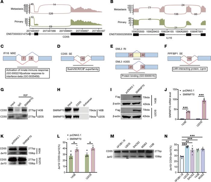 JCI Insight - SNRNP70 regulates the splicing of CD55 to promote ...