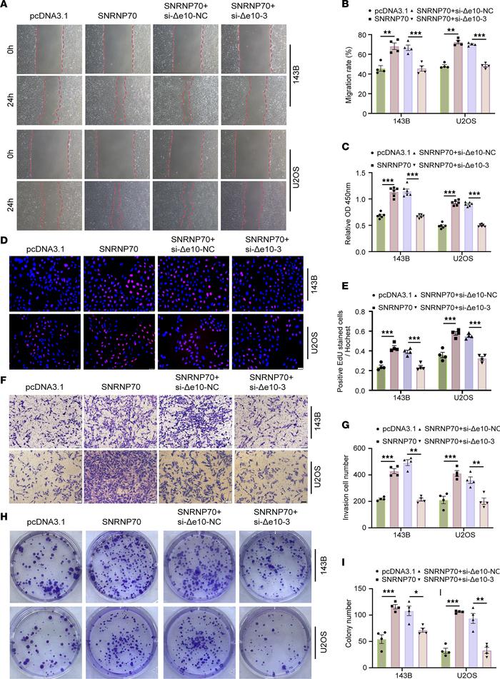 JCI Insight - SNRNP70 regulates the splicing of CD55 to promote ...