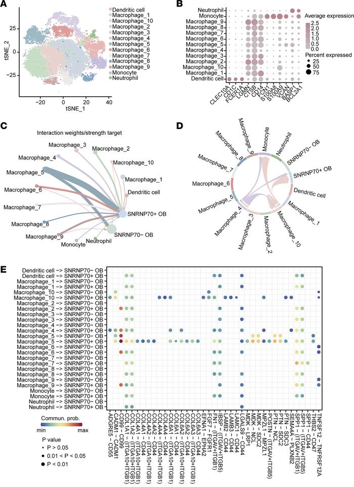 JCI Insight - SNRNP70 regulates the splicing of CD55 to promote ...