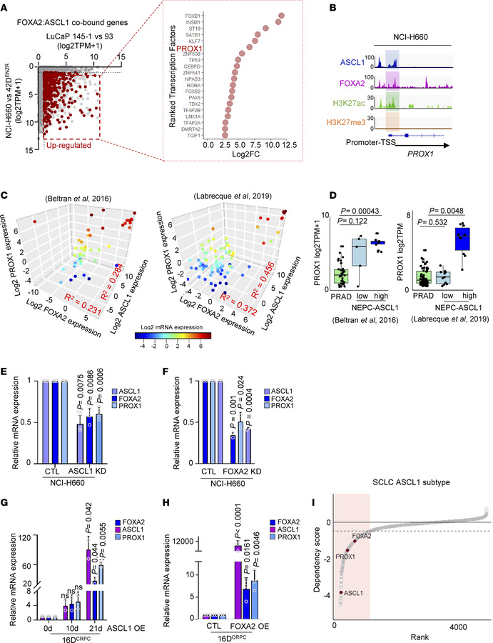 JCI Insight - ASCL1 regulates and cooperates with FOXA2 to drive ...