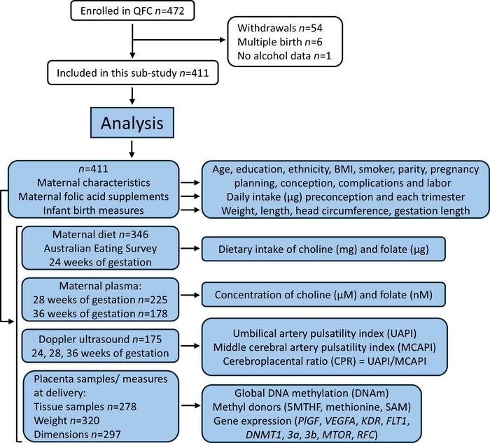 JCI Insight - Prenatal alcohol exposure is associated with altered feto ...