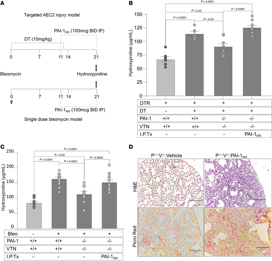 JCI Insight - PAI-1 interaction with sortilin-related receptor 1 is ...