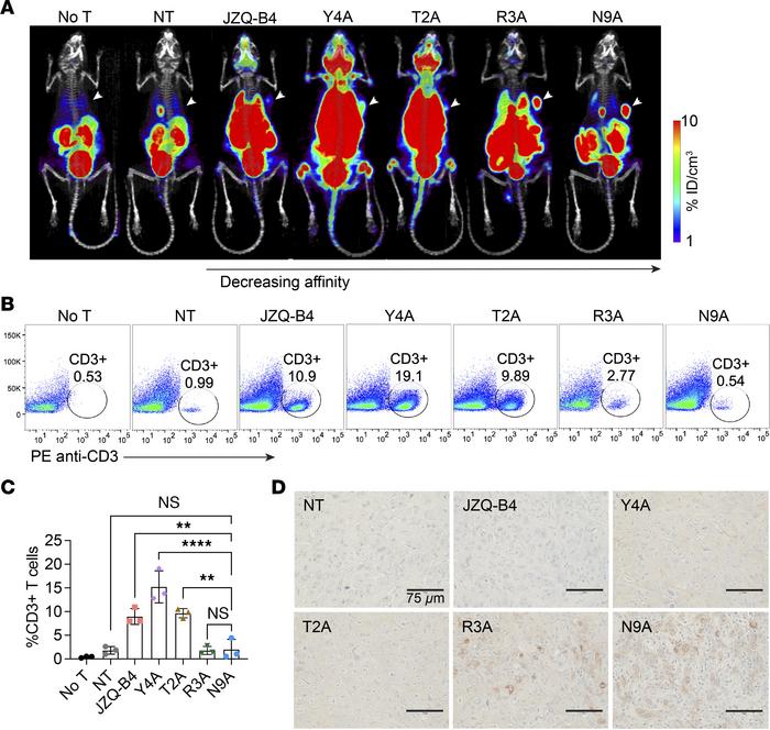 JCI Insight - Affinity-tuned mesothelin CAR T cells demonstrate ...
