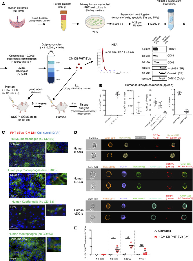 JCI Insight - Fetoplacental extracellular vesicles deliver conceptus ...