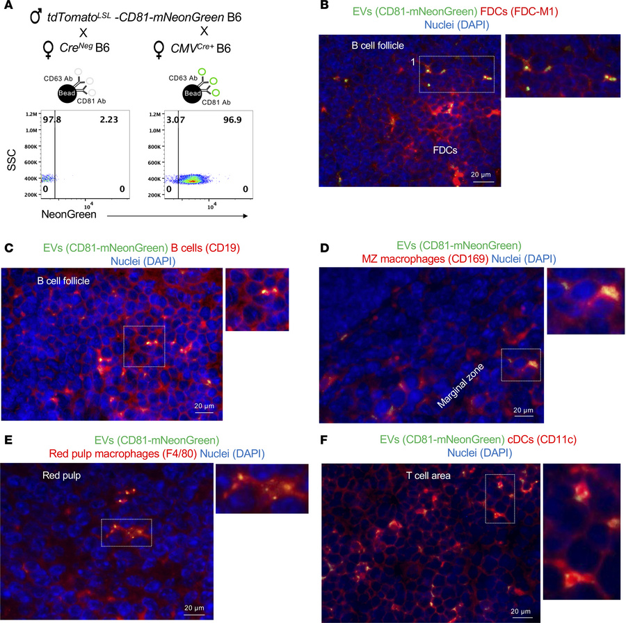 JCI Insight - Fetoplacental extracellular vesicles deliver conceptus ...