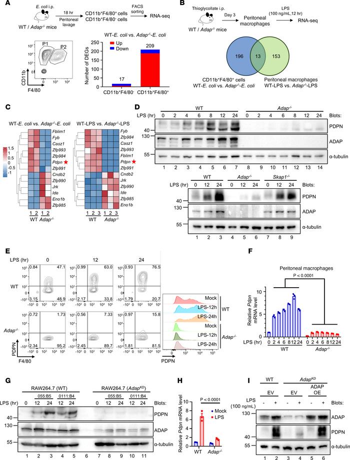 JCI Insight - Molecular control of PDPNhi macrophage subset induction ...