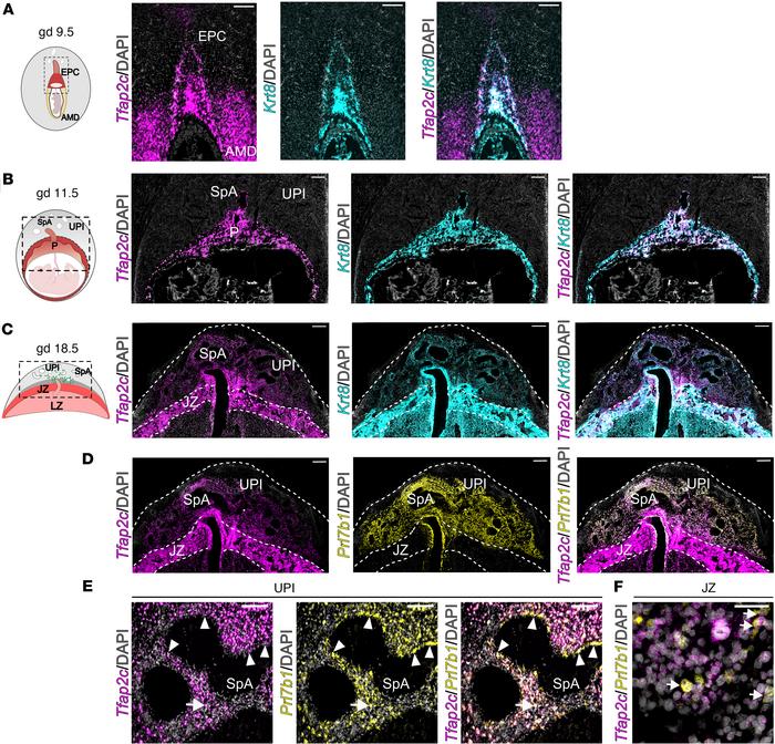 JCI Insight - TFAP2C is a key regulator of intrauterine trophoblast ...