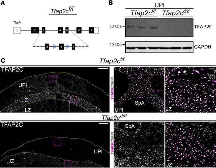 JCI Insight - TFAP2C is a key regulator of intrauterine trophoblast ...