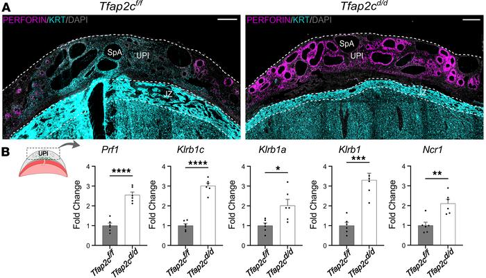 JCI Insight - TFAP2C is a key regulator of intrauterine trophoblast ...